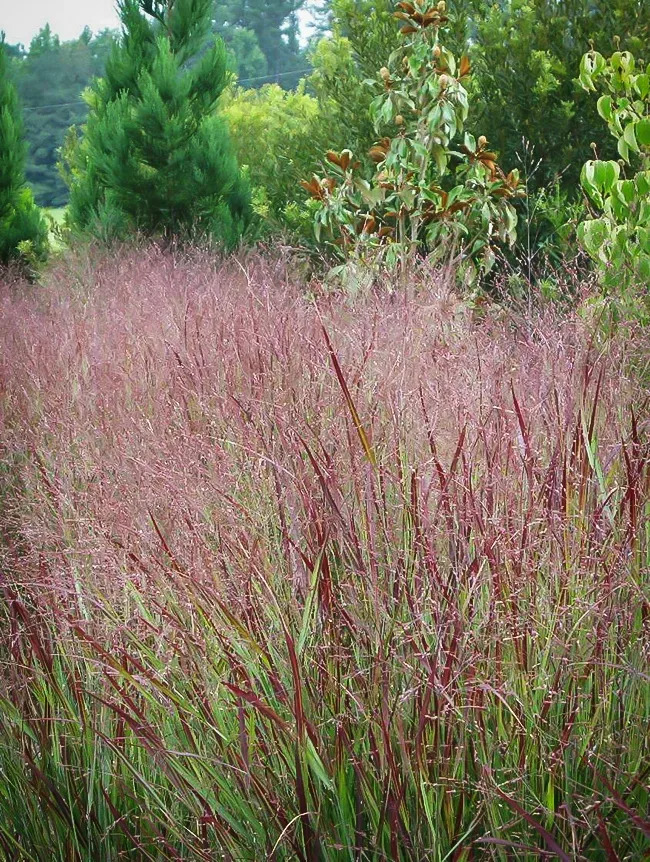Shenandoah Switch Grass For Sale Online | The Tree Center