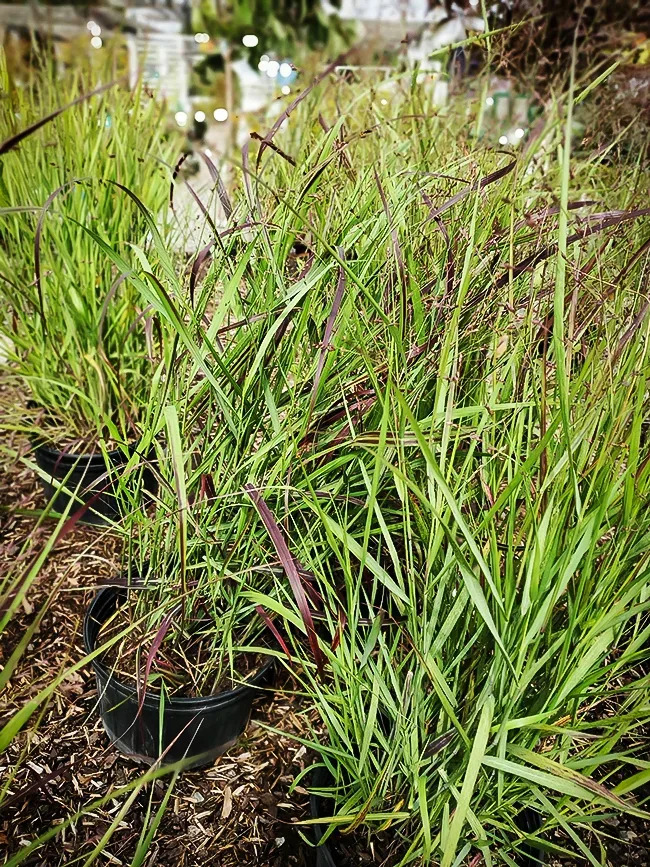 Shenandoah Switch Grass For Sale Online | The Tree Center