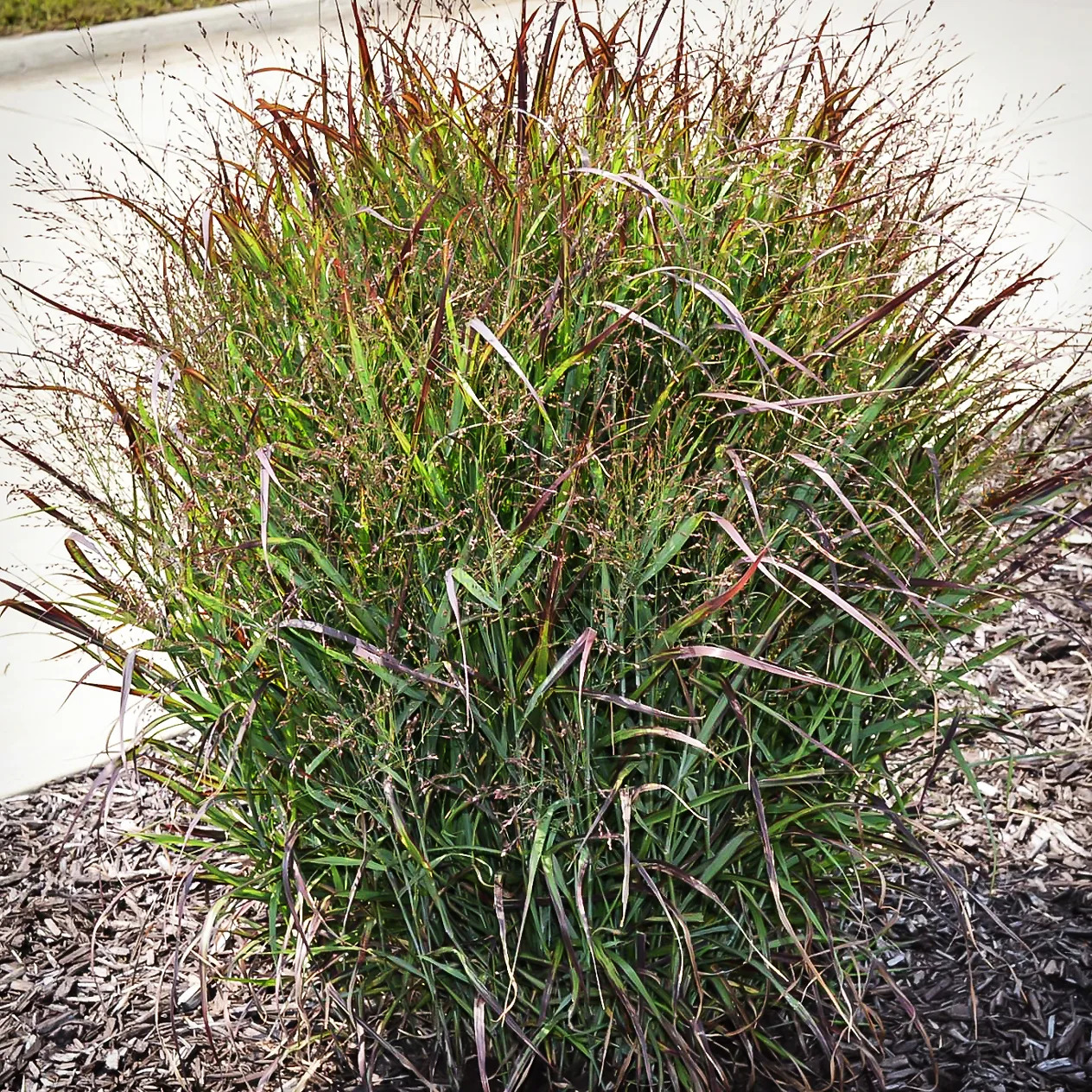 Shenandoah Switch Grass For Sale Online | The Tree Center