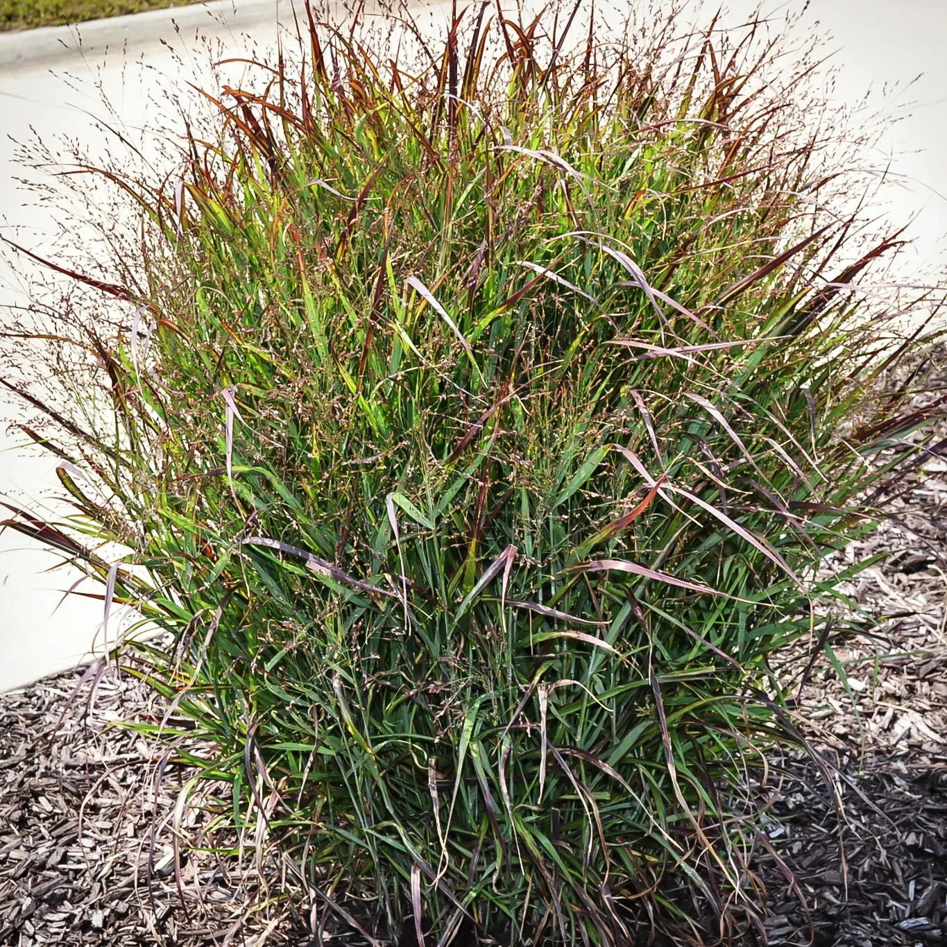 Shenandoah Switch Grass For Sale Online | The Tree Center