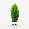 Shorty Compact Leyland Cypress For Sale Online | The Tree Center