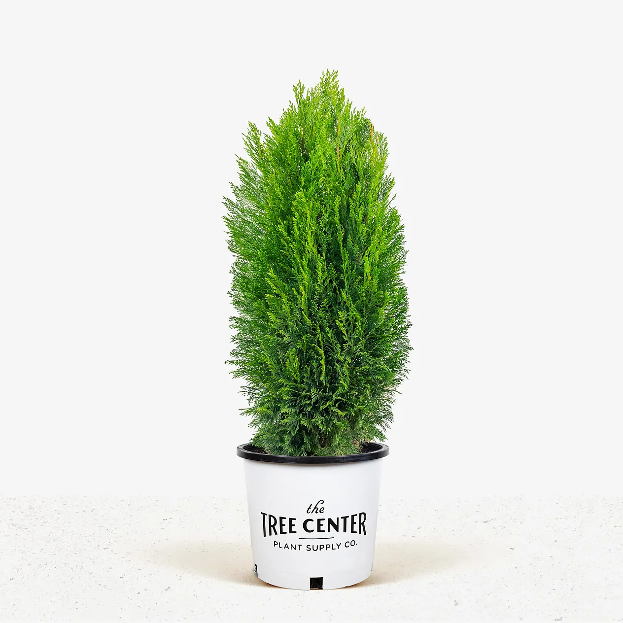 Shorty Compact Leyland Cypress For Sale Online | The Tree Center