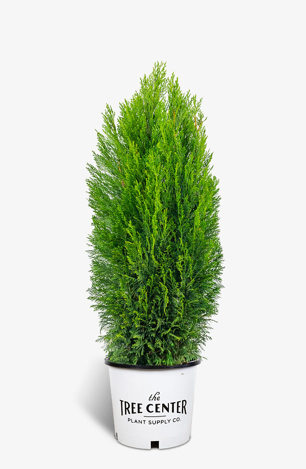 Shorty Compact Leyland Cypress For Sale Online | The Tree Center