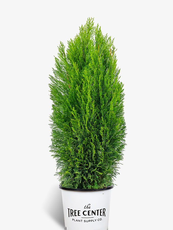 Buy Cypress Trees Online | The Tree Center