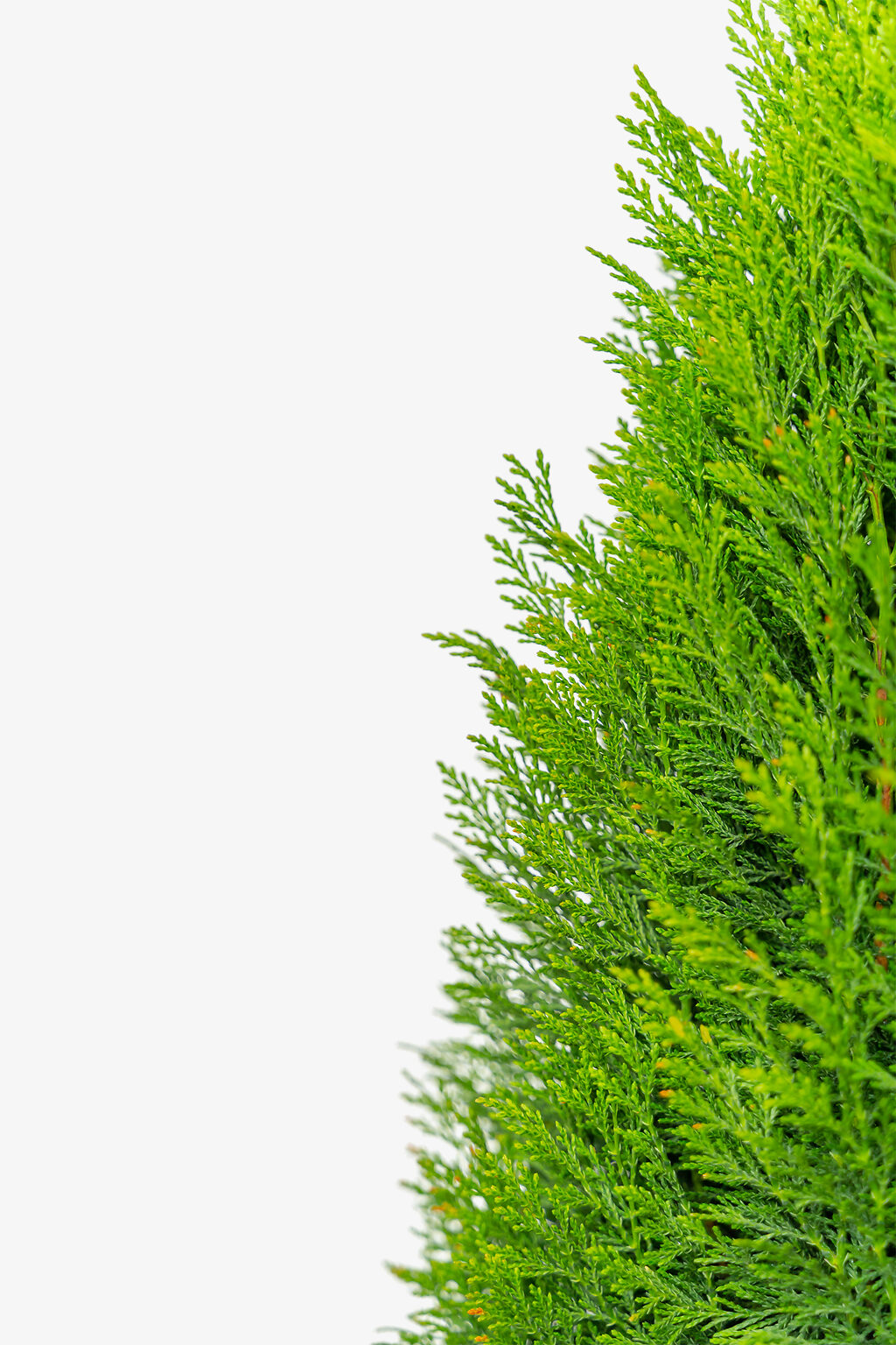 Shorty Compact Leyland Cypress For Sale Online | The Tree Center