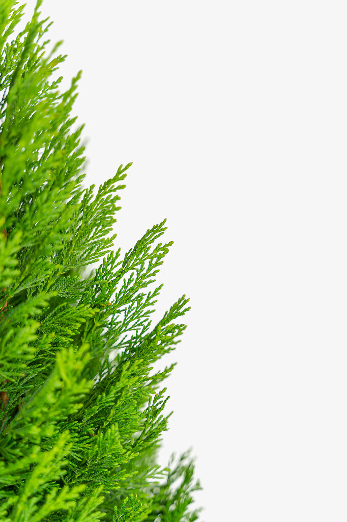 Shorty Compact Leyland Cypress For Sale Online | The Tree Center