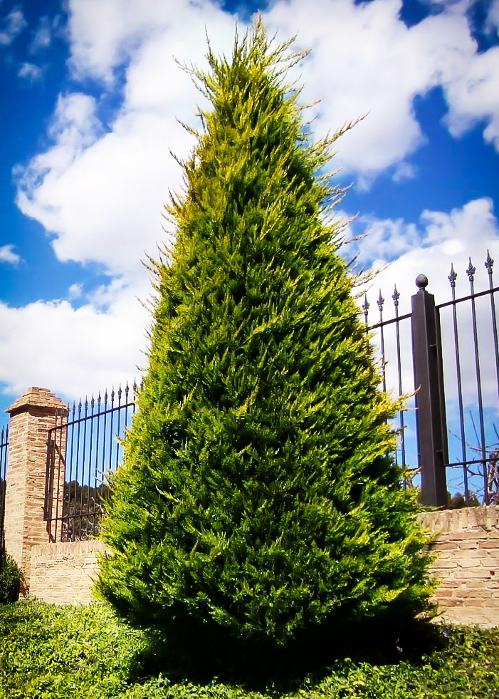 Shorty Compact Leyland Cypress For Sale Online The Tree Center Shorty Compact Leyland Cypress For Sale Online The Tree Center