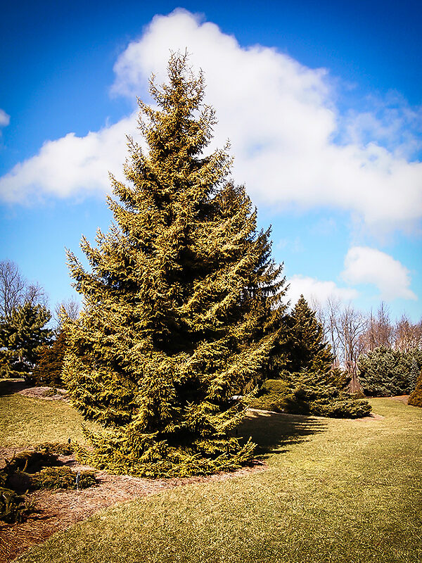Skylands Oriental Spruce For Sale Online | The Tree Center
