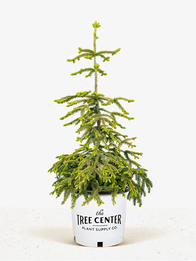 Spruce Trees for Sale Online | The Tree Center