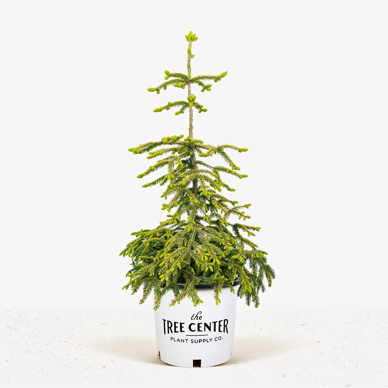 Skylands Oriental Spruce For Sale Online | The Tree Center