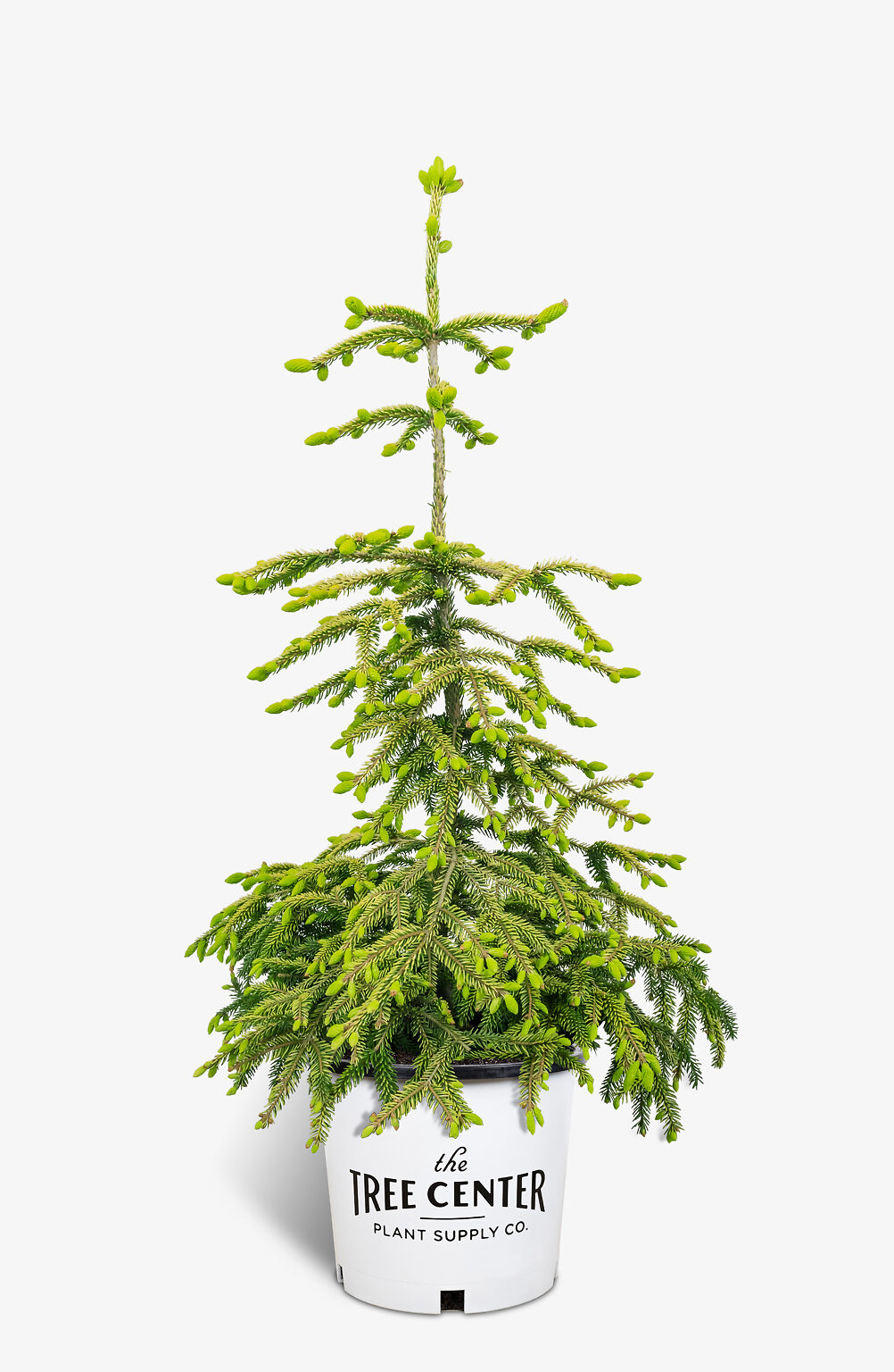 Skylands Oriental Spruce For Sale Online | The Tree Center