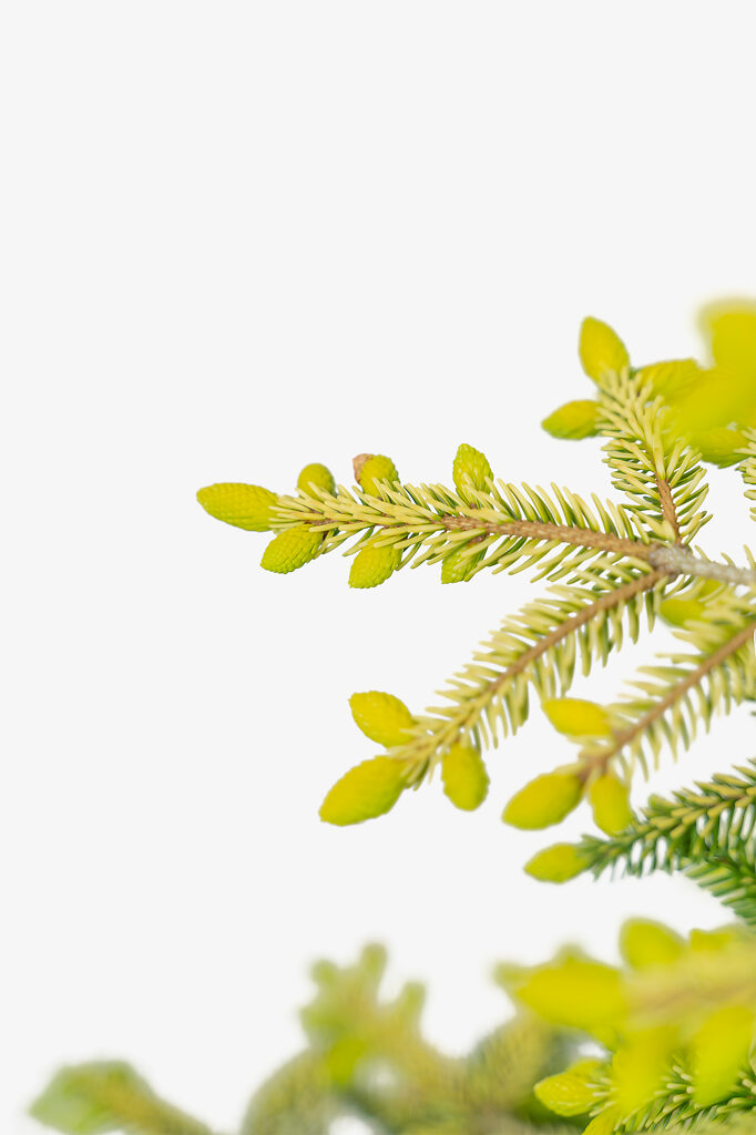 Skylands Oriental Spruce For Sale Online | The Tree Center