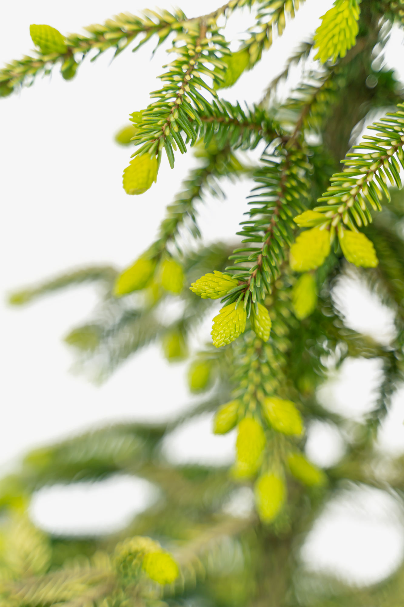 Skylands Oriental Spruce For Sale Online | The Tree Center