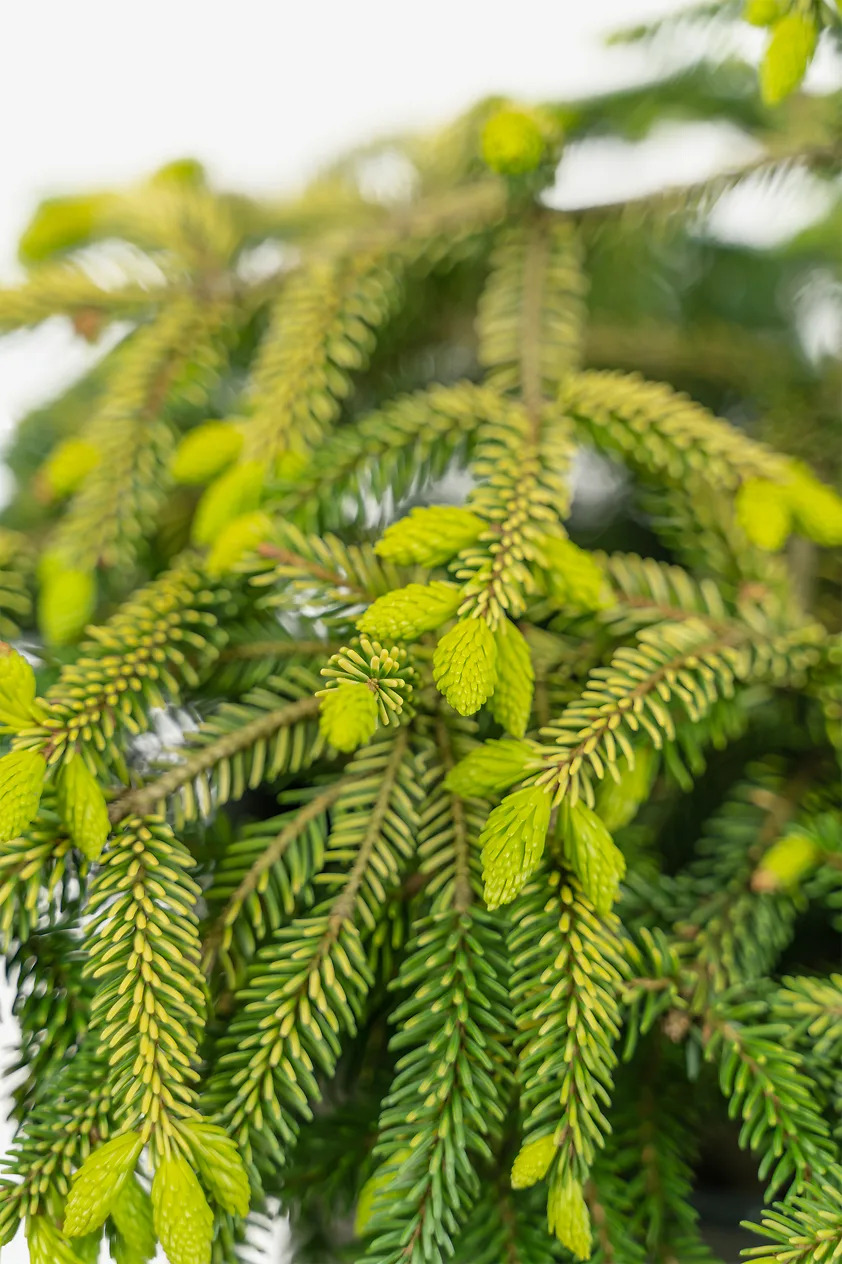 Skylands Oriental Spruce For Sale Online | The Tree Center