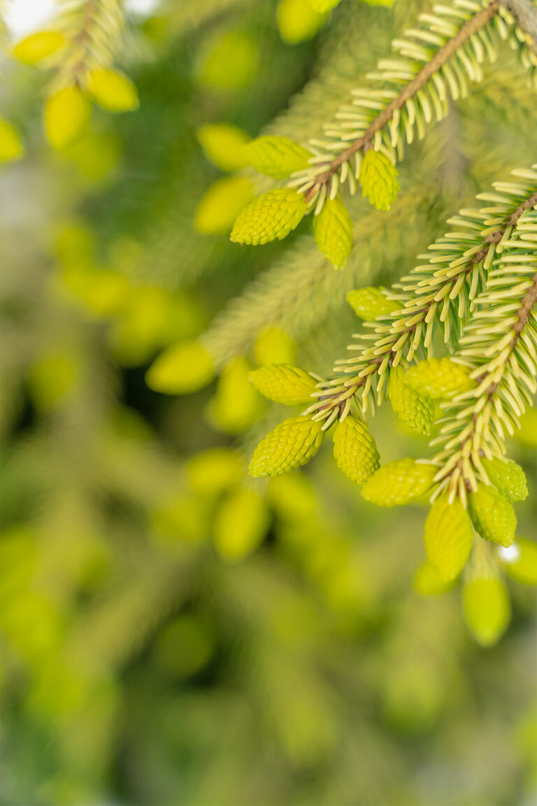 Skylands Oriental Spruce For Sale Online | The Tree Center