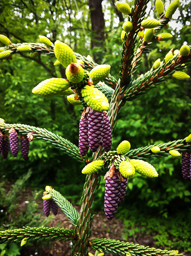 Skylands Oriental Spruce For Sale Online | The Tree Center