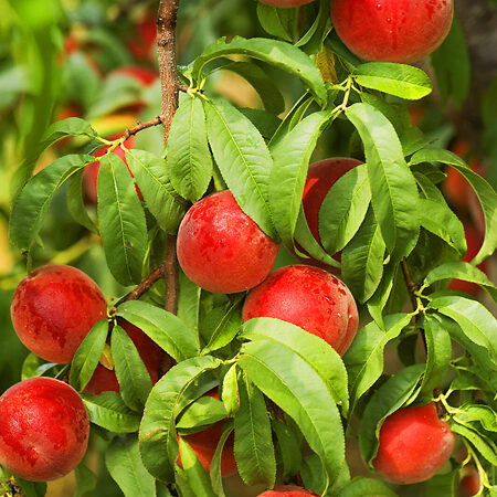Snowbrite White Peach Tree For Sale Online | The Tree Center
