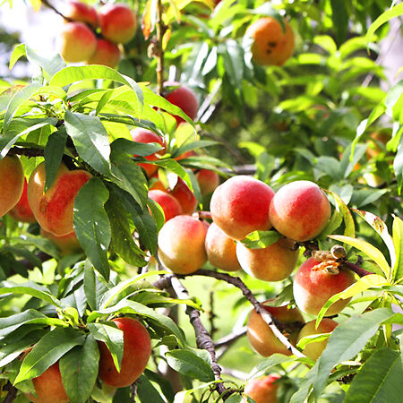 Snowbrite White Peach Tree For Sale Online | The Tree Center