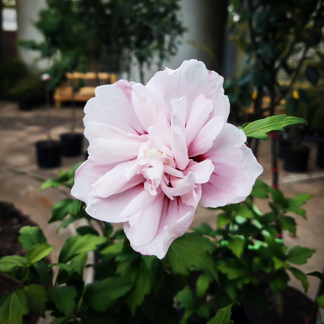 Strawberry Smoothie™ Hardy Hibiscus For Sale Online | The Tree Center
