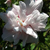 Strawberry Smoothie™ Hardy Hibiscus For Sale Online | The Tree Center