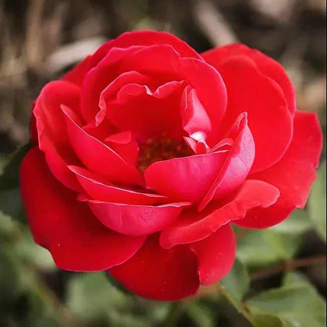 Super Hero Easy Elegance® Rose For Sale Online | The Tree Center