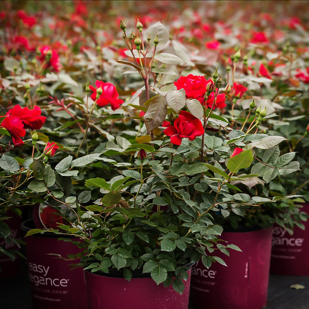 Super Hero Easy Elegance® Rose For Sale Online | The Tree Center