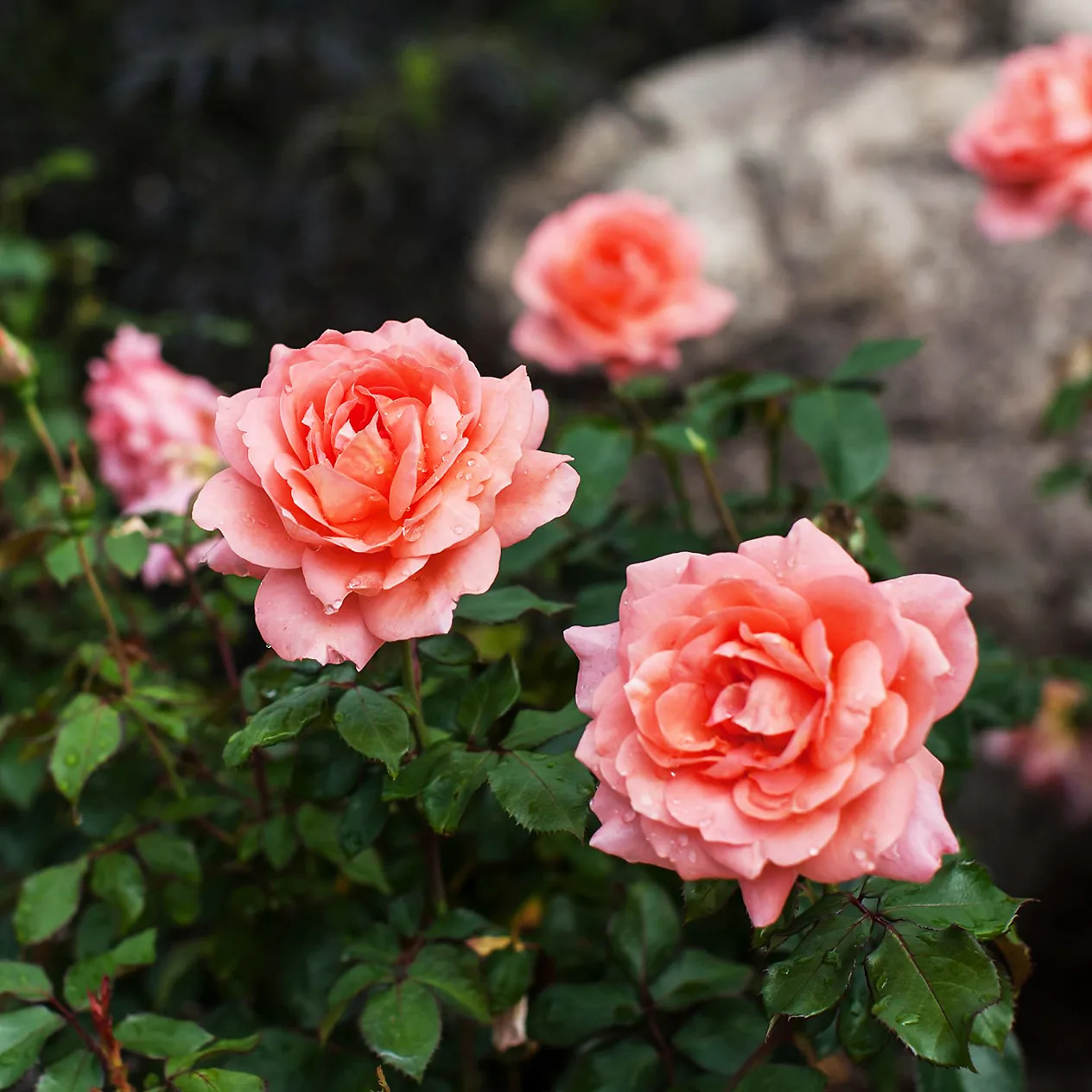 Sweet Fragrance Easy Elegance® Rose For Sale Online | The Tree Center