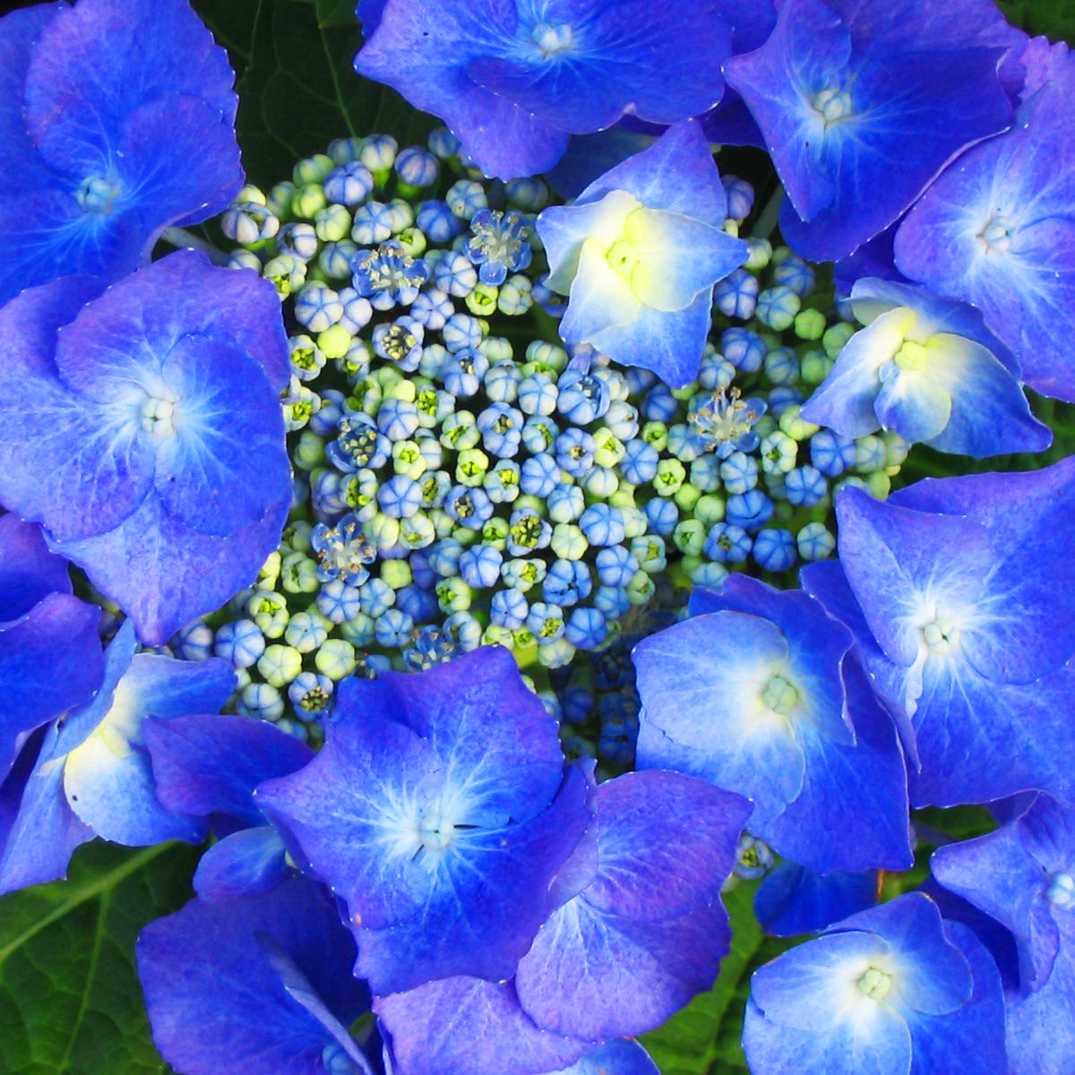 Teller Blue Hydrangea For Sale Online | The Tree Center