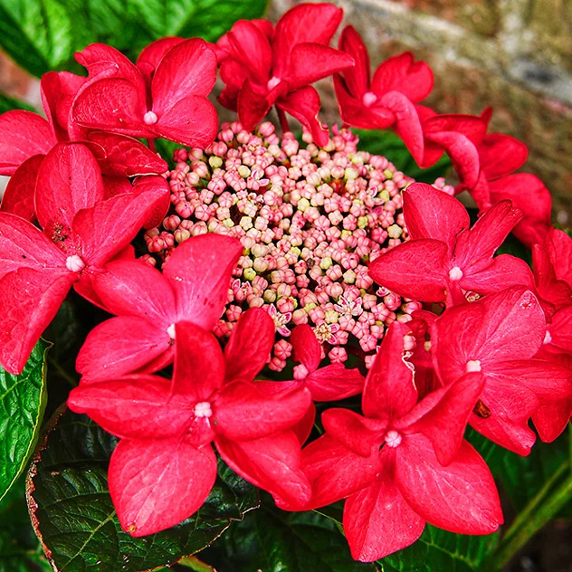 Teller Red Hydrangea For Sale Online | The Tree Center