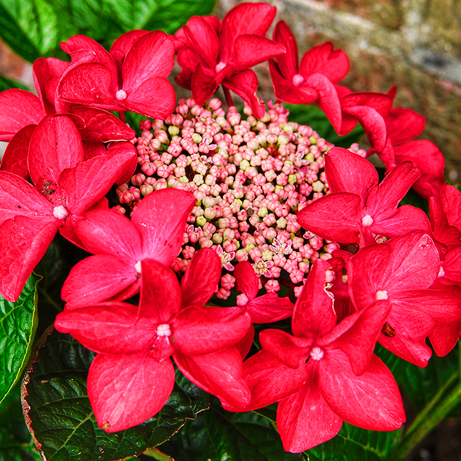 Teller Red Hydrangea For Sale Online | The Tree Center