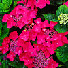 Teller Red Hydrangea For Sale Online | The Tree Center