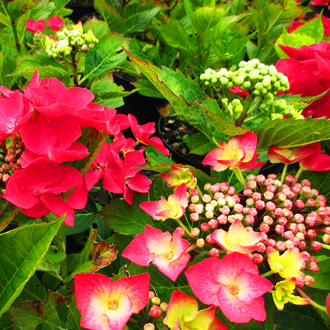 Teller Red Hydrangea For Sale Online | The Tree Center