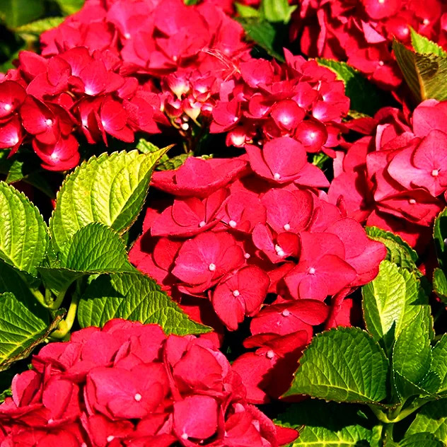 Teller Red Hydrangea For Sale Online | The Tree Center