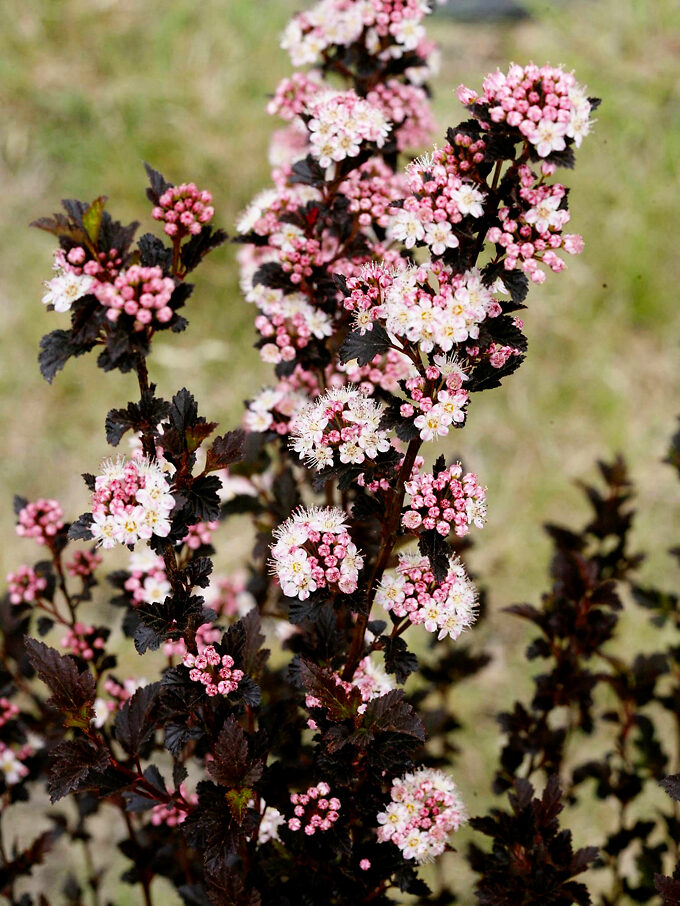 Center Glow Ninebark For Sale Online | The Tree Center