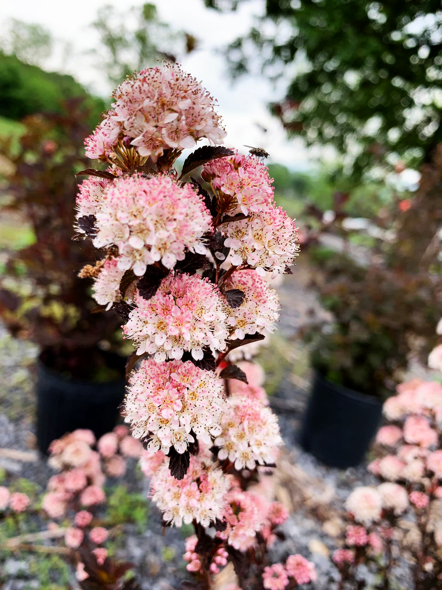 Tiny Wine® Ninebark For Sale Online | The Tree Center