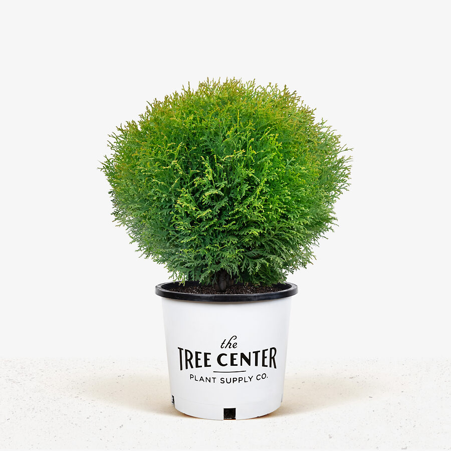 Tom Thumb Arborvitae For Sale Online | The Tree Center
