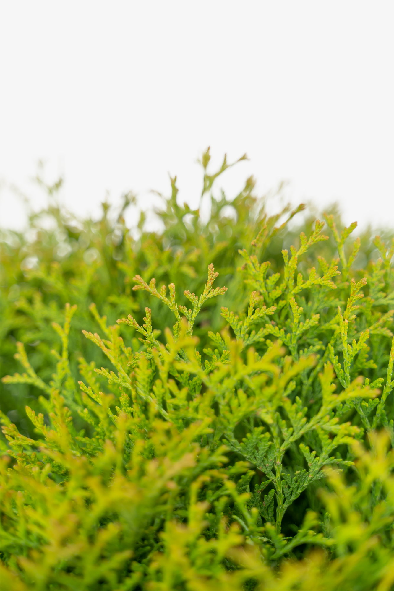 Tom Thumb Arborvitae For Sale Online | The Tree Center