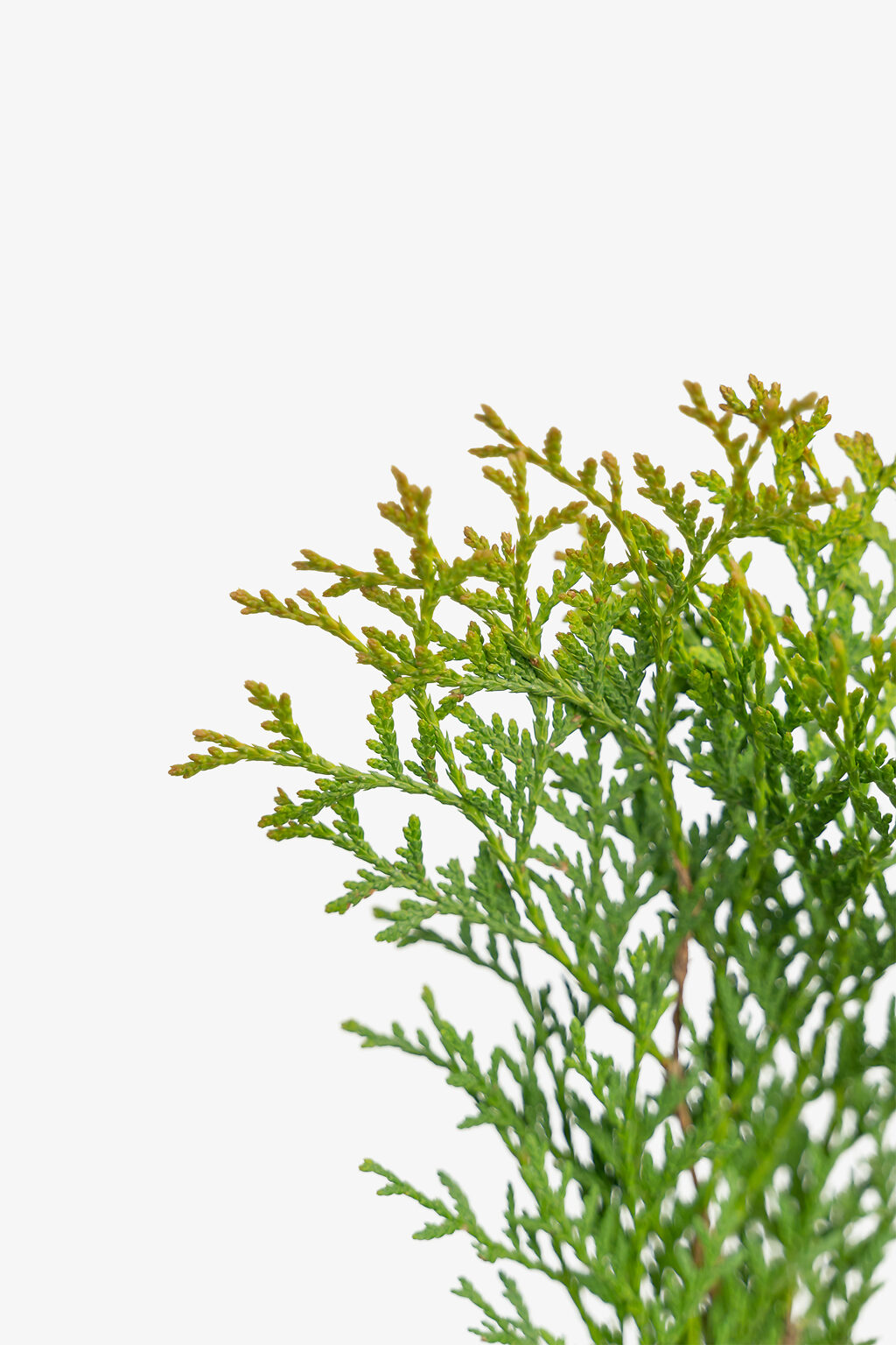 Tom Thumb Arborvitae For Sale Online | The Tree Center