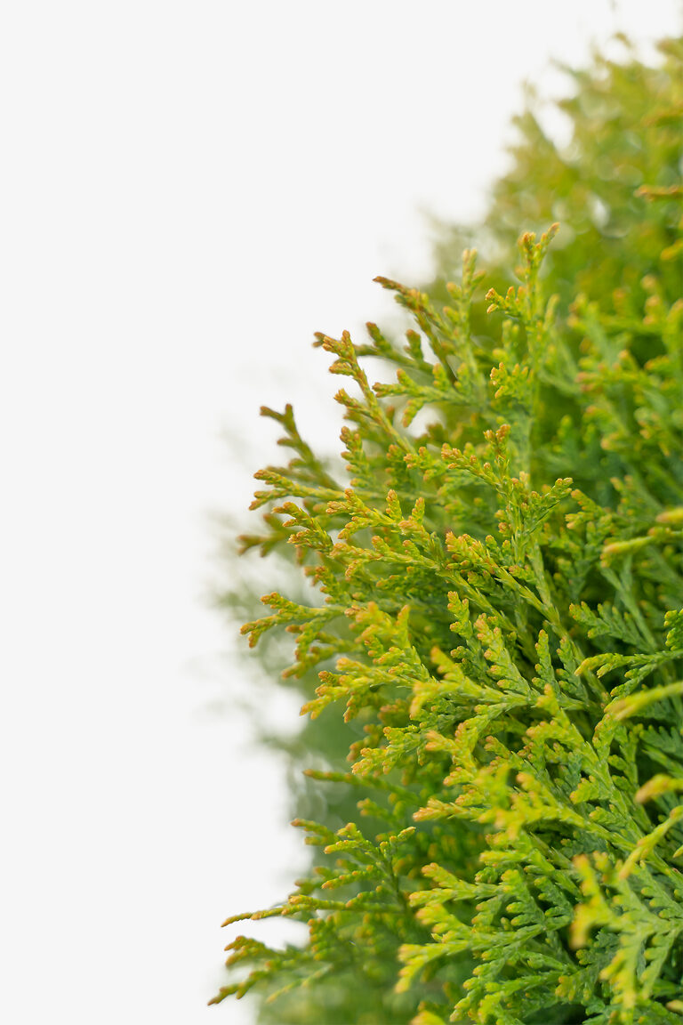 Tom Thumb Arborvitae For Sale Online | The Tree Center