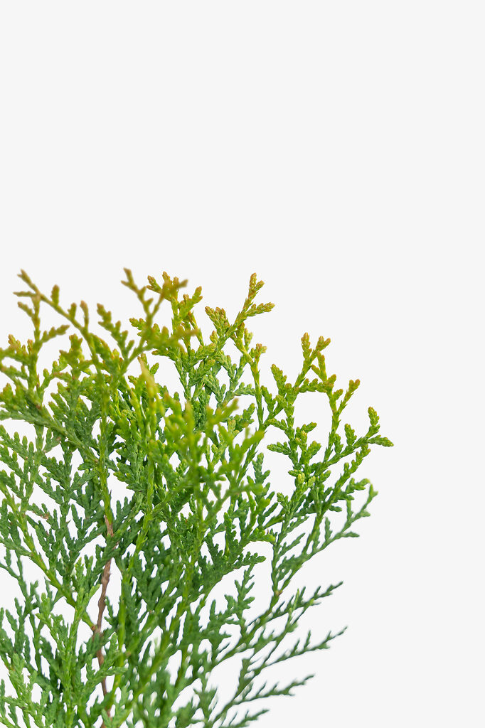 Tom Thumb Arborvitae For Sale Online | The Tree Center