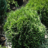 Tom Thumb Arborvitae For Sale Online | The Tree Center