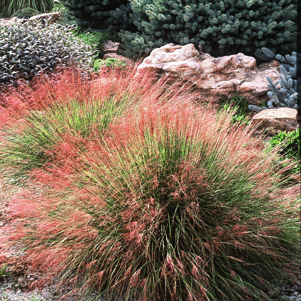 Undaunted Red Muhly Grass For Sale Online The Tree Center