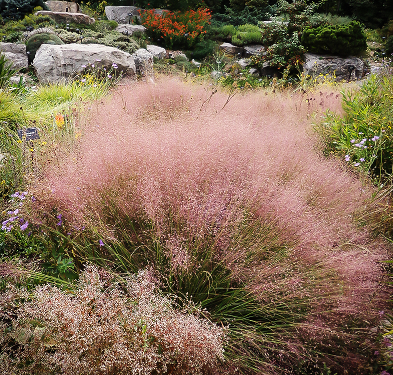 Undaunted Red Muhly Grass For Sale Online The Tree Center