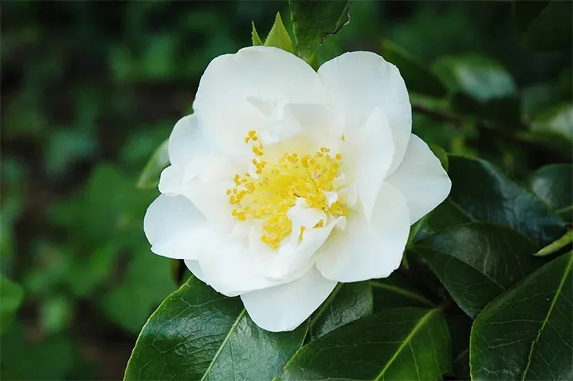 Victory White Camellia For Sale Online | The Tree Center