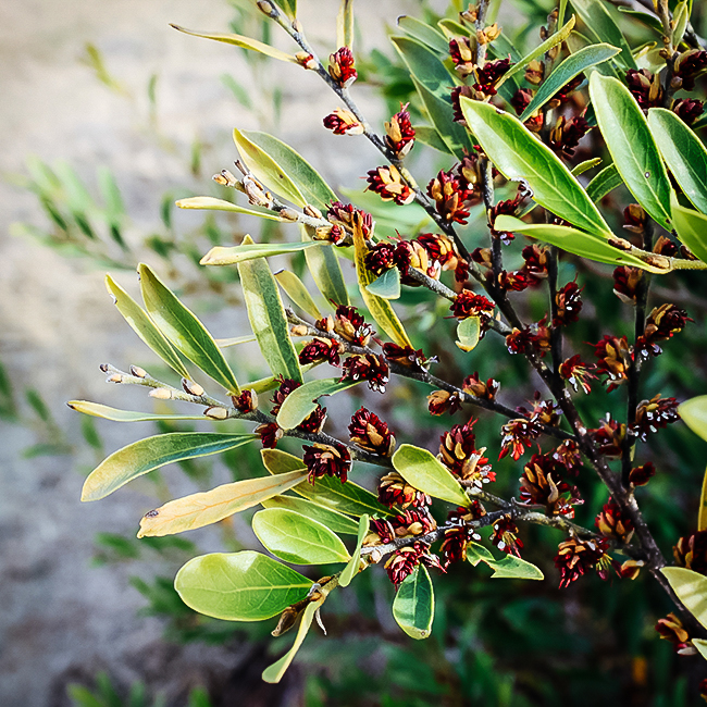 Vintage Jade Distylium For Sale Online | The Tree Center