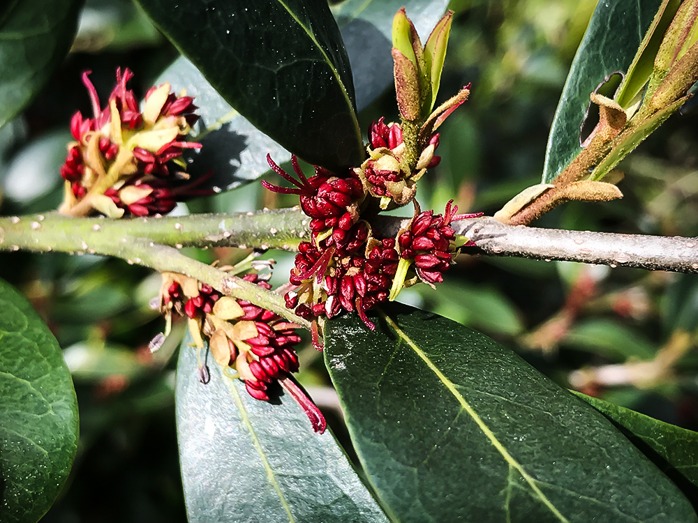 Vintage Jade Distylium For Sale Online | The Tree Center