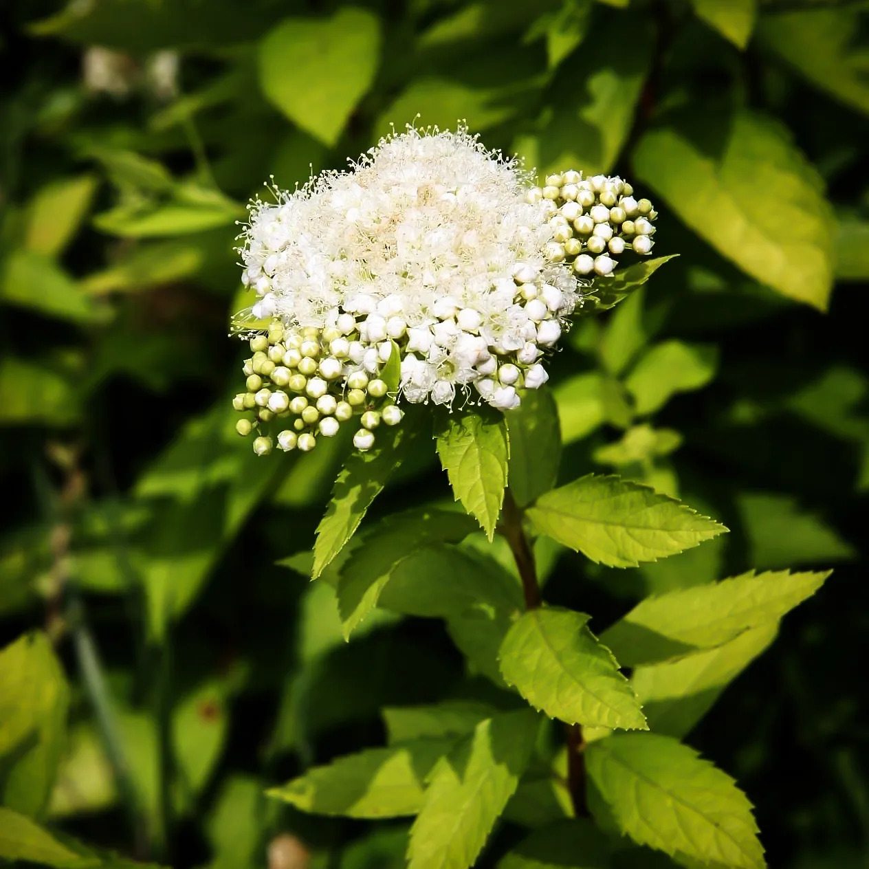White Gold Spirea For Sale Online | The Tree Center