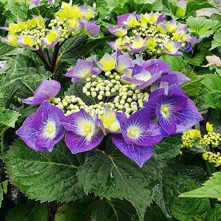 Zorro Hydrangea For Sale Online | The Tree Center