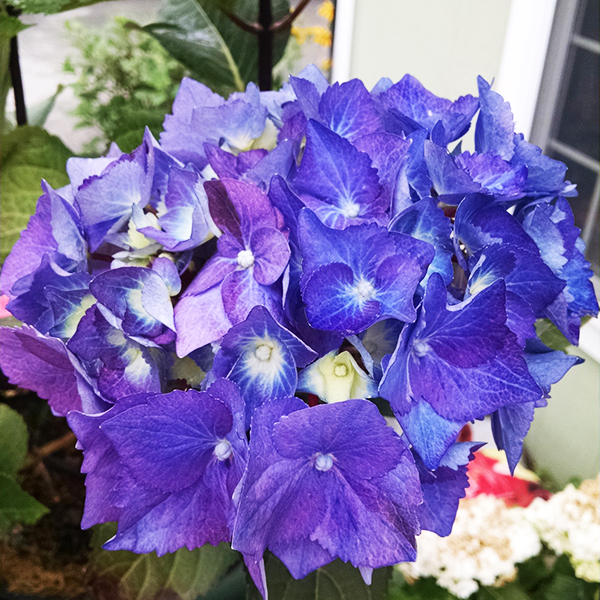Zorro Hydrangea For Sale Online | The Tree Center