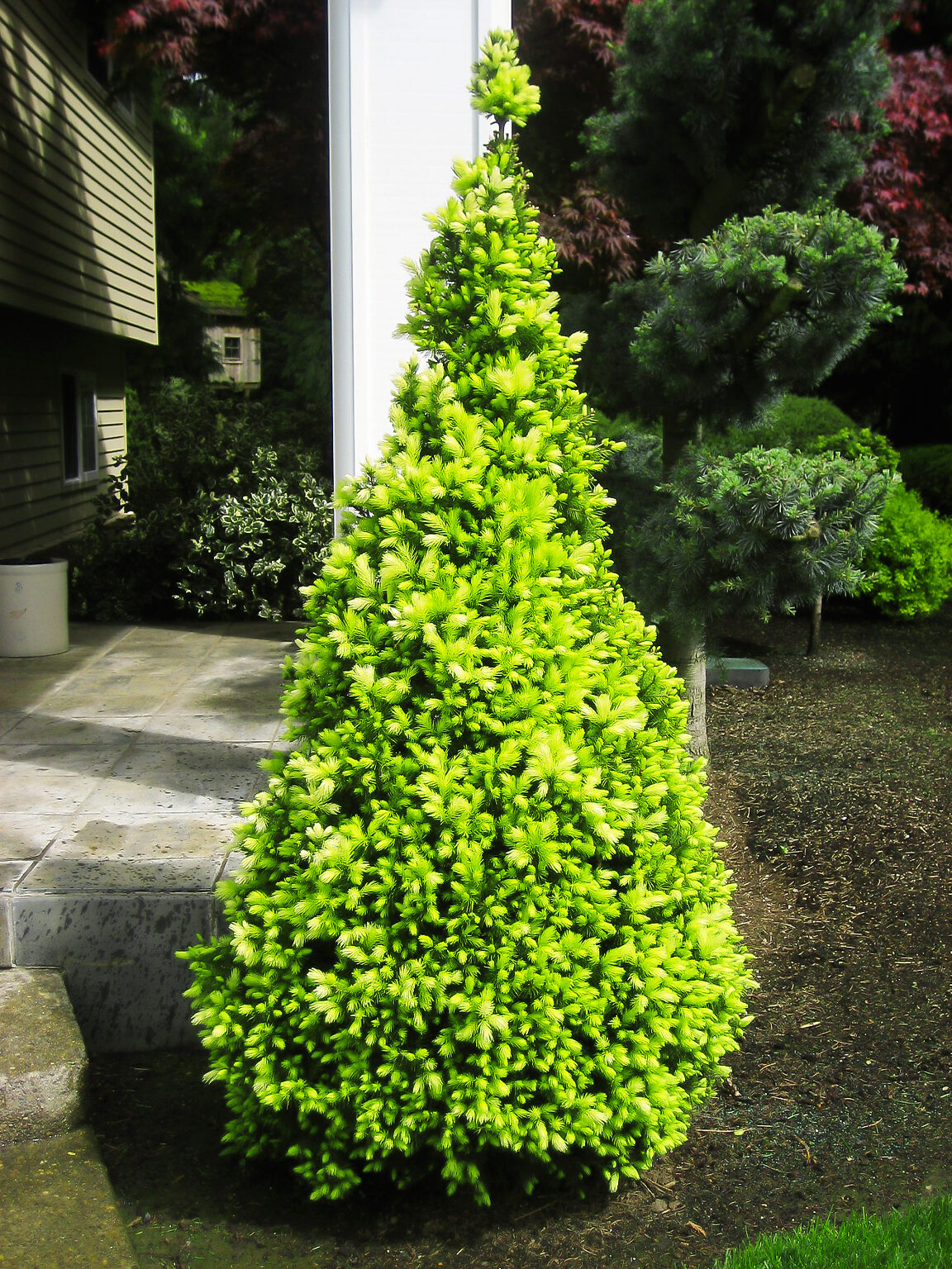 Daisy's White Alberta Spruce Trees For Sale | The Tree Center